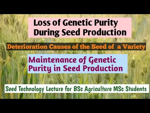 Loss of Genetic Purity|Deterioration causes of variety, maintenance of ...