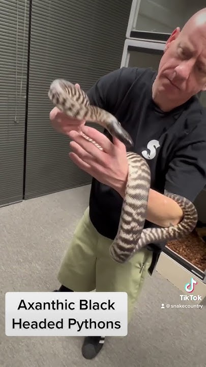 Check our Axanthic Black Headed Pythons - YouTube
