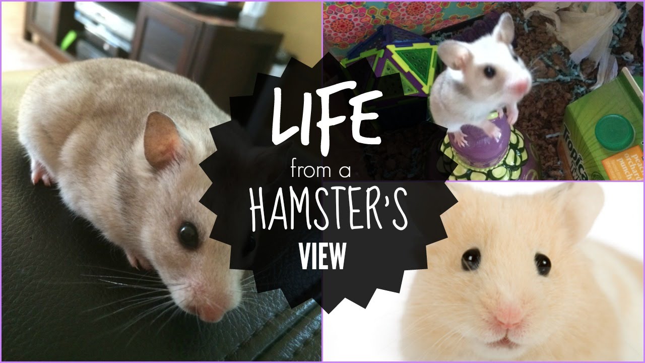 Life From a Hamsters View - YouTube