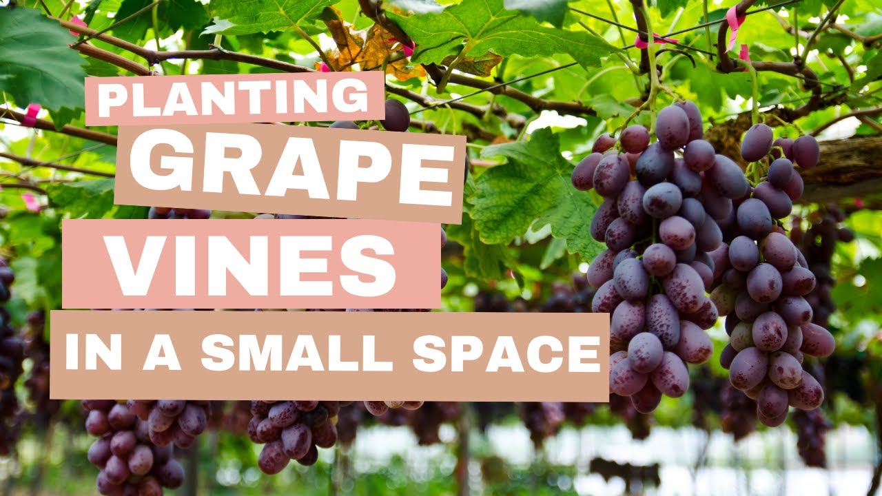 Planting grape vines in small space | beginner gardening tips and ...