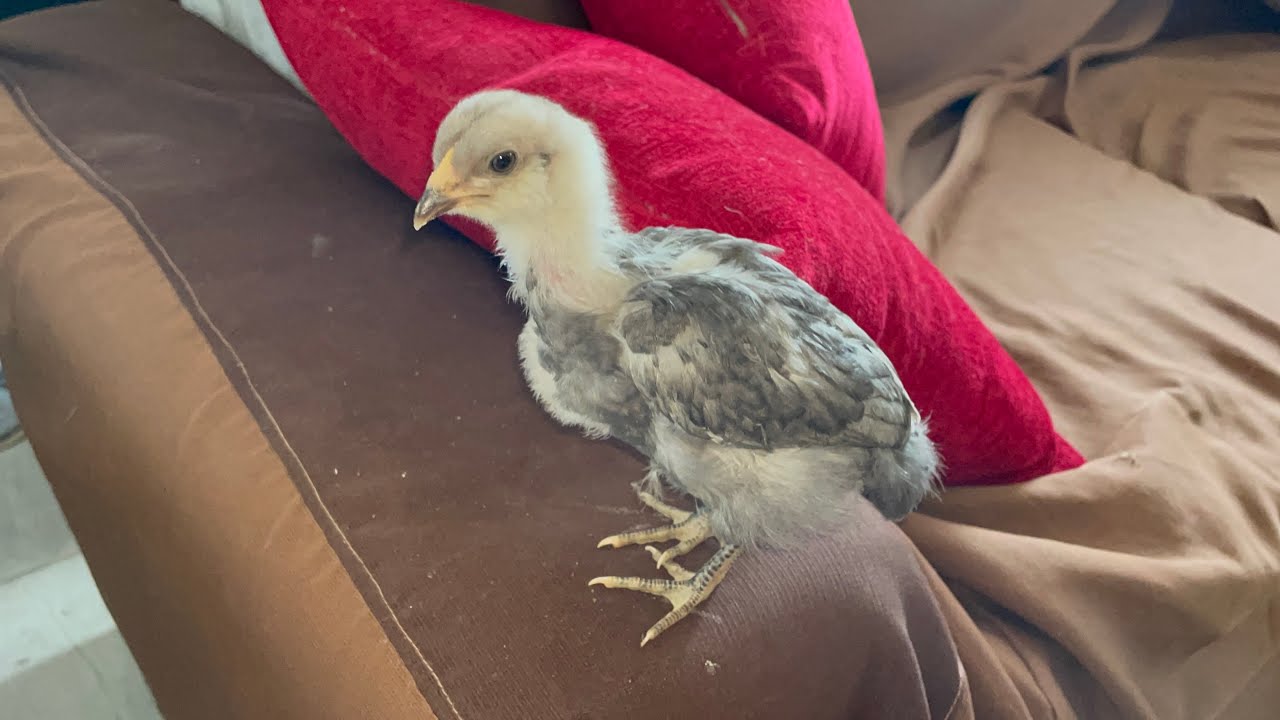 Cómo saber si es gallo o gallinas - Pollo con barba de 25 días - YouTube