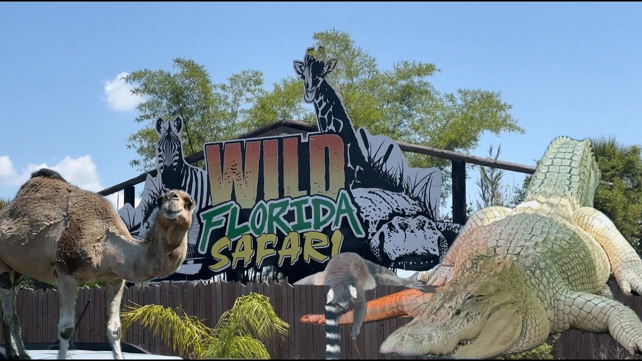 Florida - Wild Florida - Safari and Wildlife park- Alligators and ...