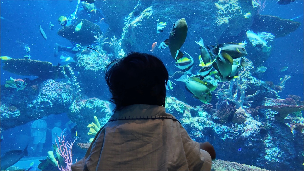 MADKAI MAIN KE AQUARIUM TERBESAR DI DUNIA! - YouTube