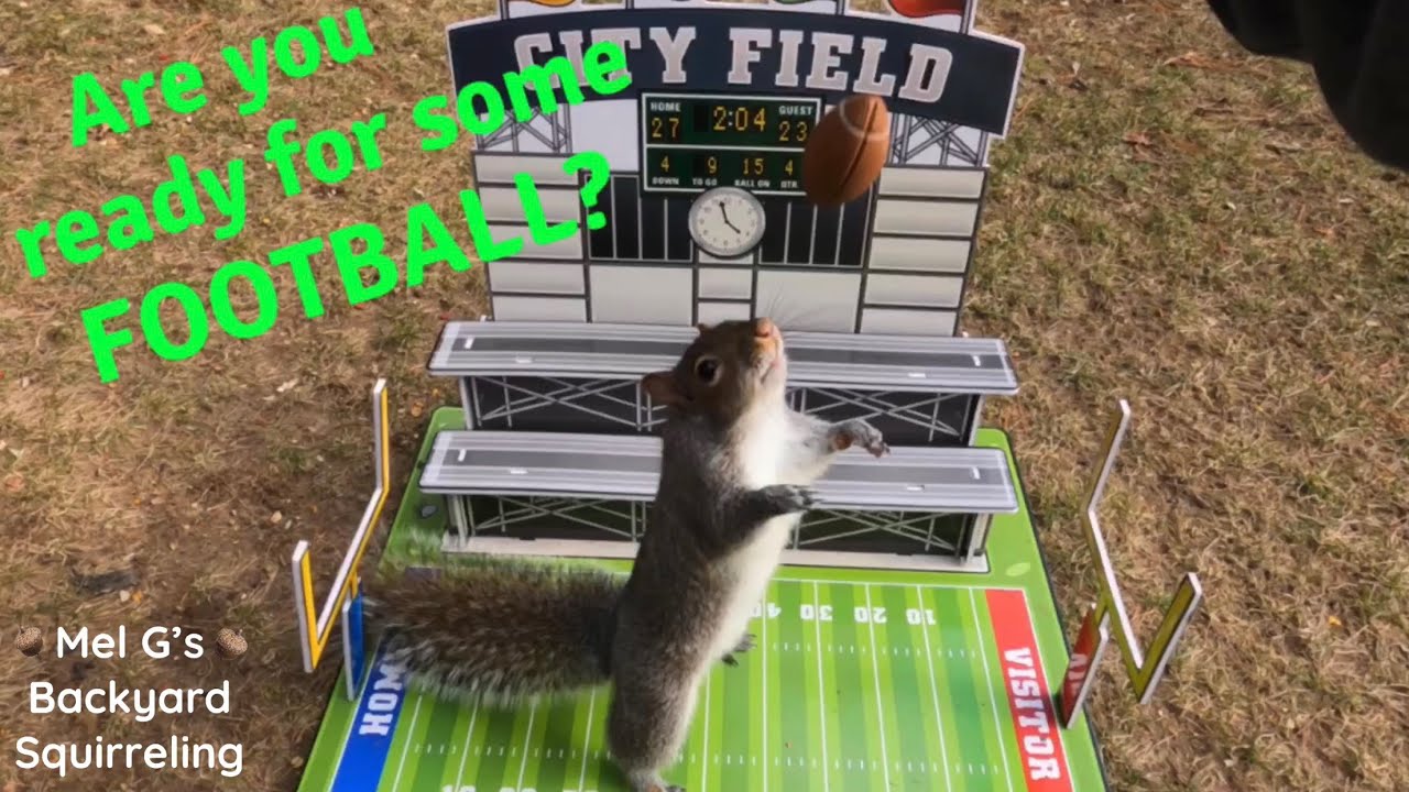 Squirrel Super Bowl 🏈 - YouTube