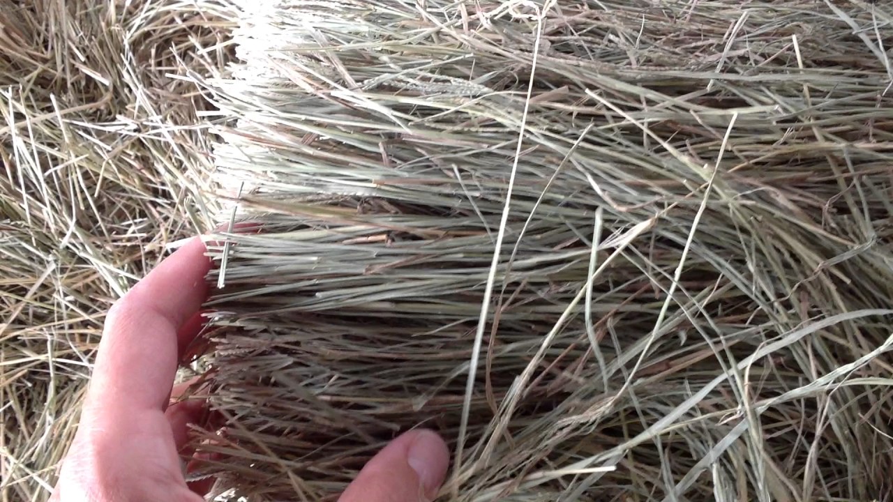 Hay Sample 2 YouTube hay-sample-2-youtube