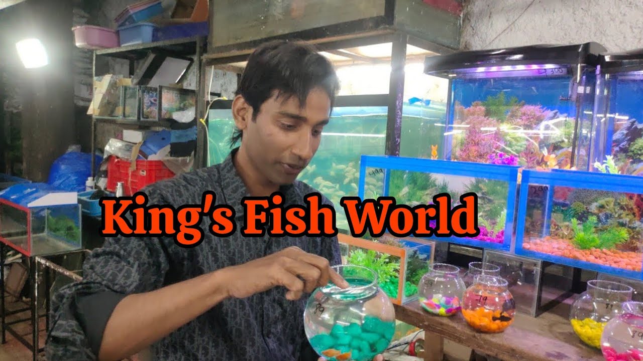 king's fish world giving gifts to kids | fishes offer cats grooming ...