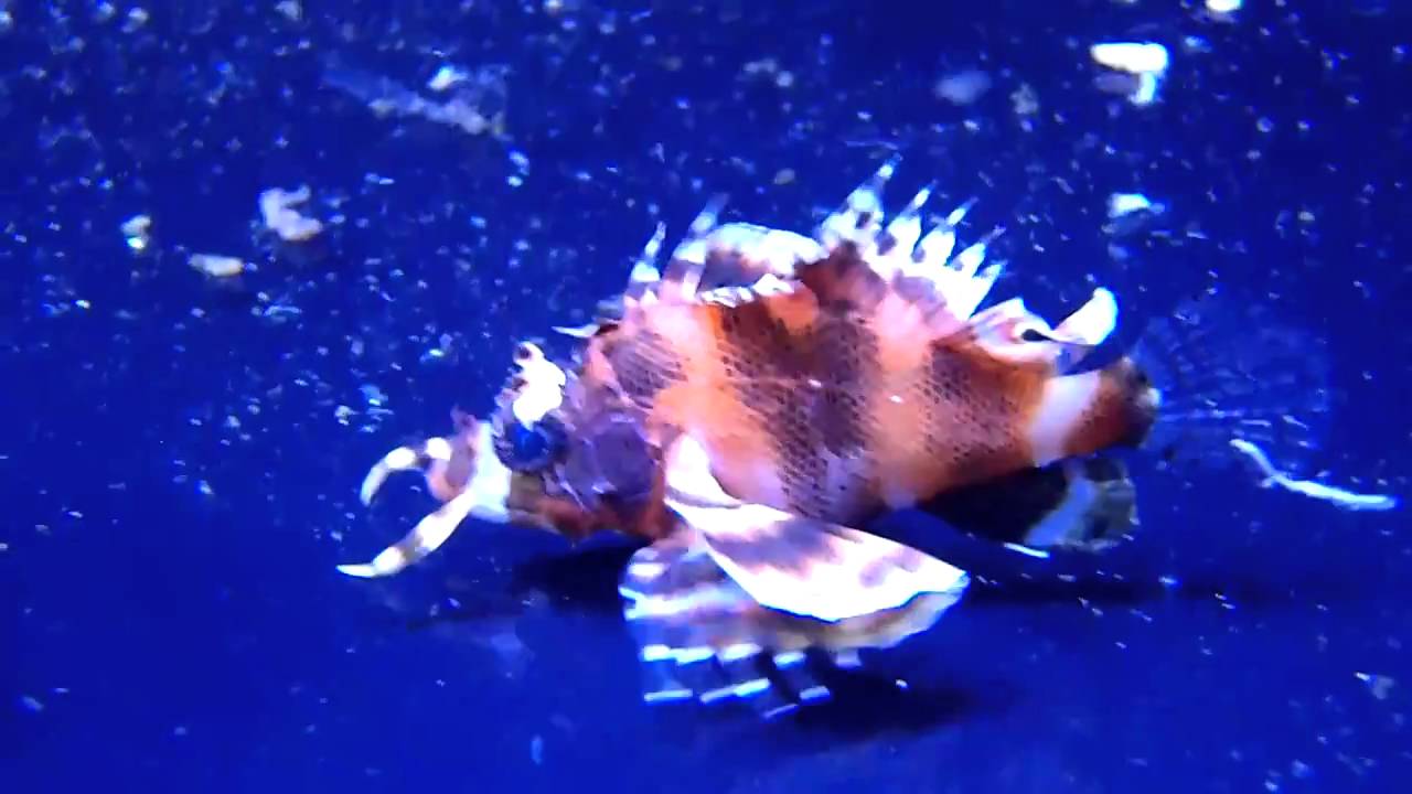 Elite Reef Fu Manchu Lion Fish - YouTube