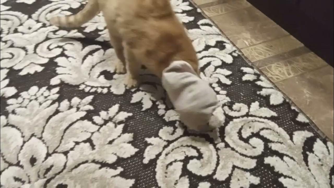 Кот Носок #КотНосок - YouTube