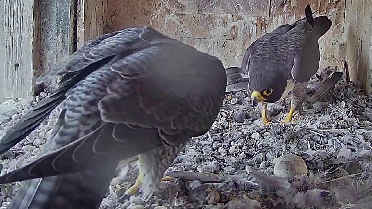 FalconCam Project~Diamond & Xavier Bonding Dance without a screaming ...