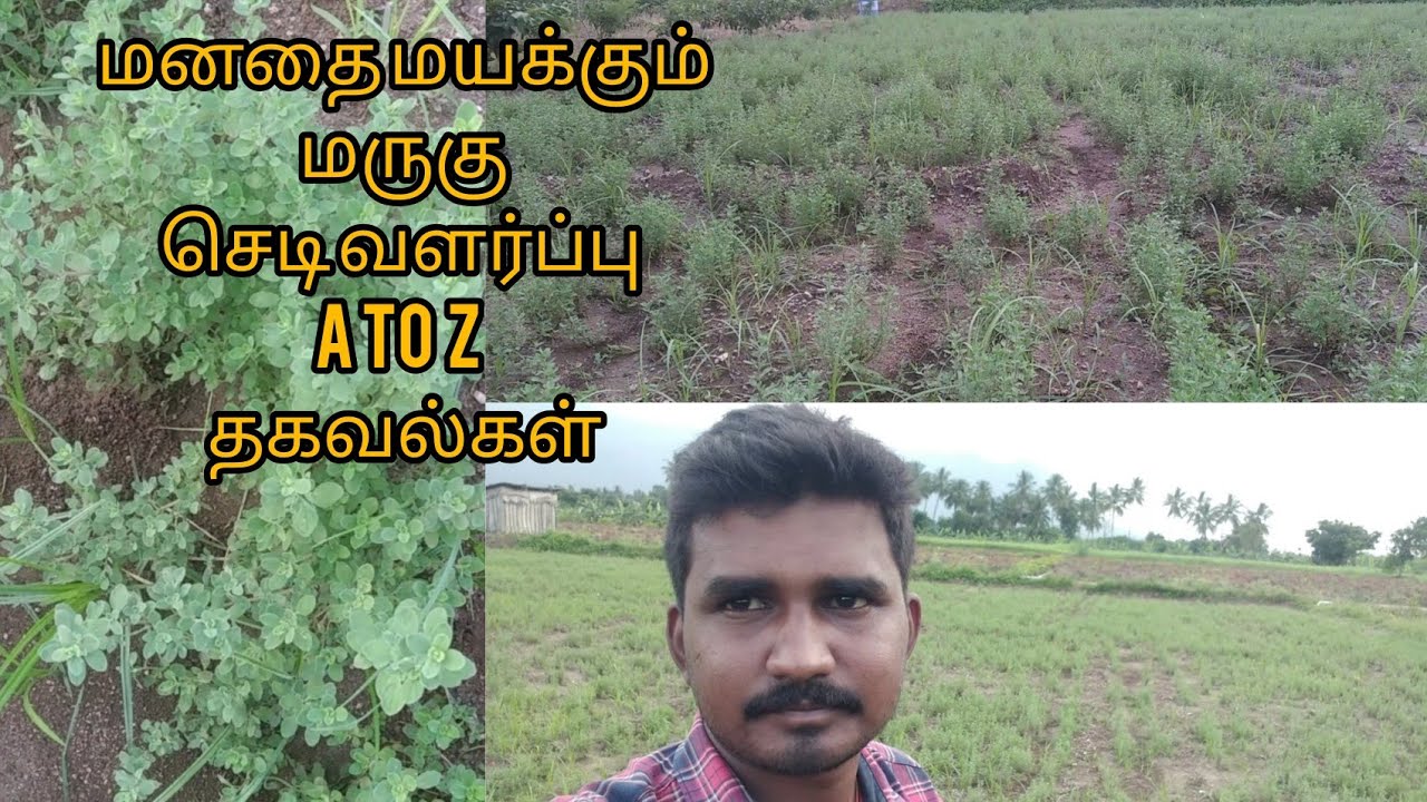 மருகு(மருவு)செடிவளர்ப்பு மற்றும் பராமரிக்கும் முறை/marugu(maruvu)chedi ...