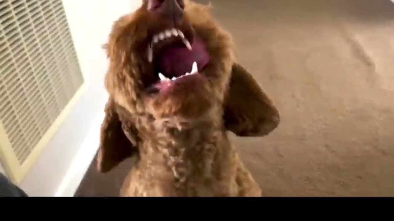 Liam Thompson Dog Pulling Weird Faces Compilation - YouTube