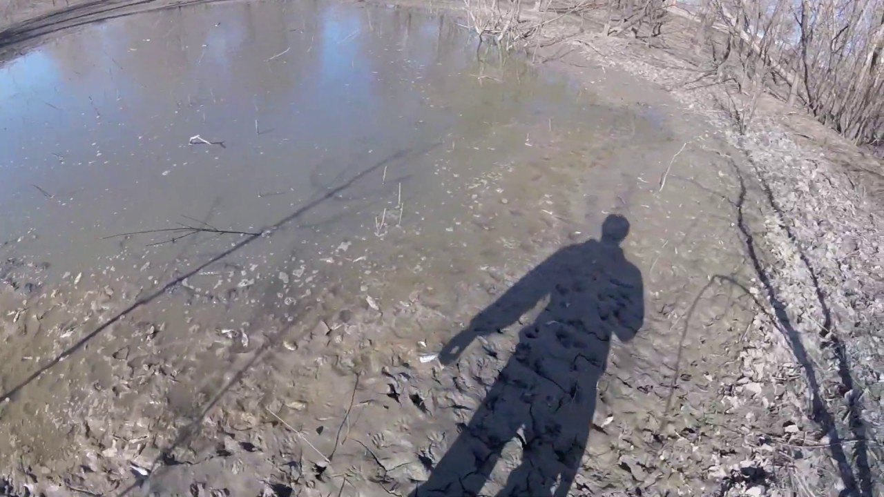 Thousands of Fish Trapped in Flooded Puddle - YouTube