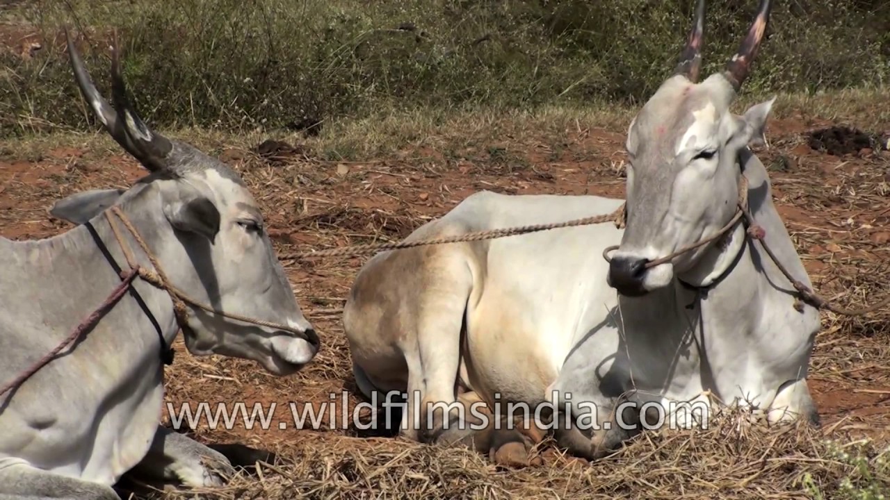 Hallikar bulls at Ghati Subramanya Cattle fair, Karnataka - YouTube