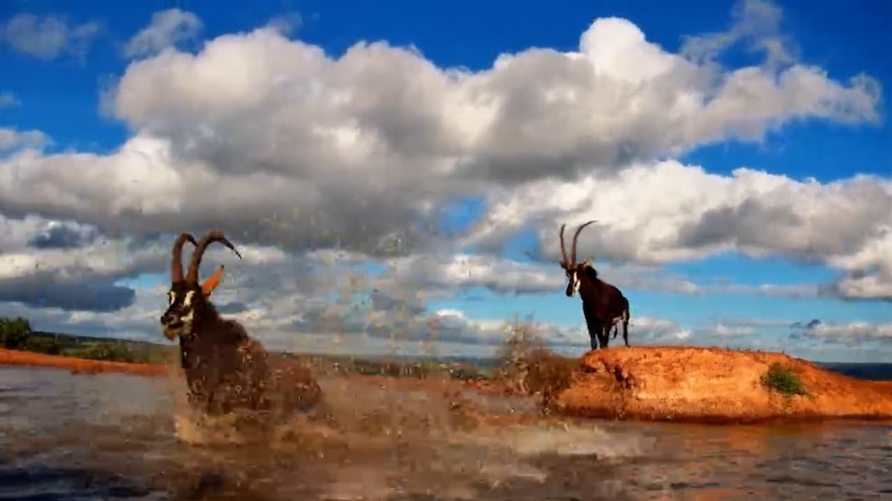 Sable Antelope Fight - YouTube