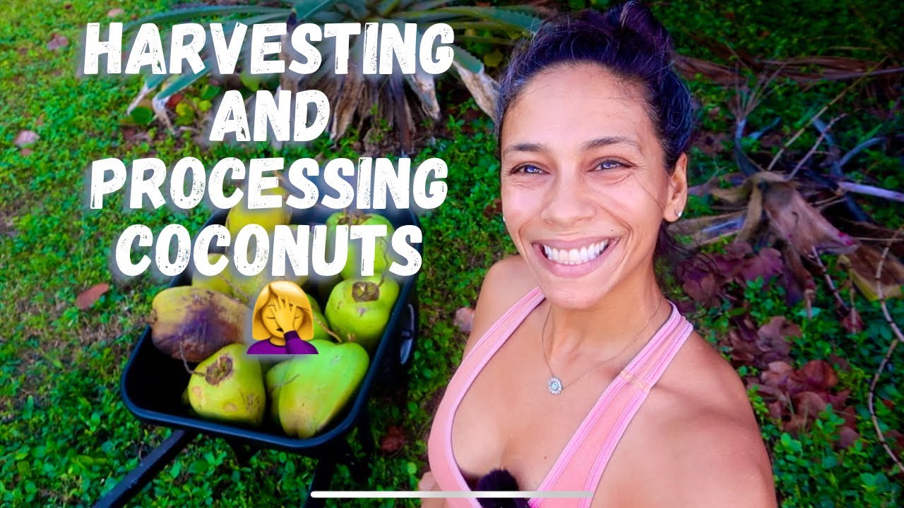 From Tree to Table: How to Harvest & Process Coconuts! - Episode 3 ...