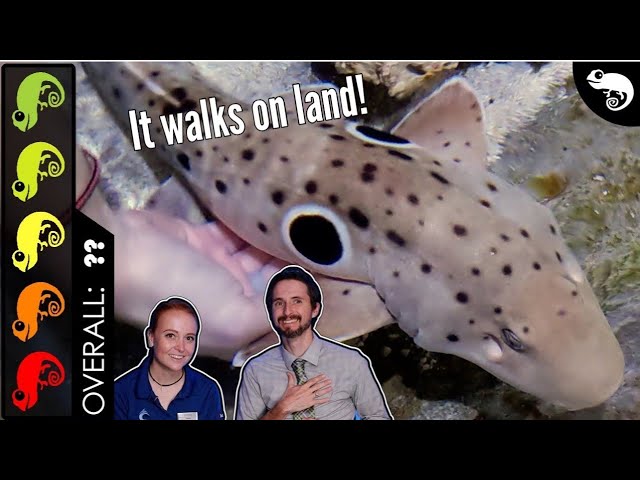 Epaulette Shark Pet Epaulette Shark: The Walking Wonder Of Coral Reefs