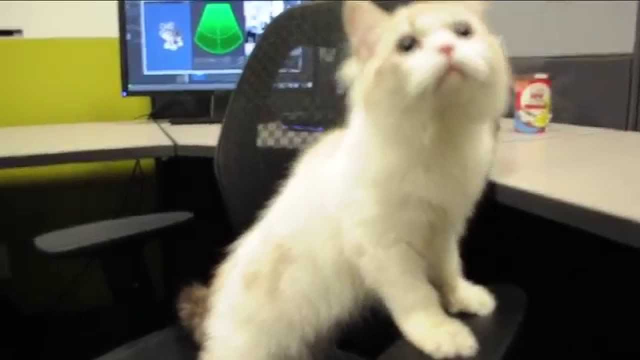 Motion Capture for Cats - Behind the Scenes - YouTube