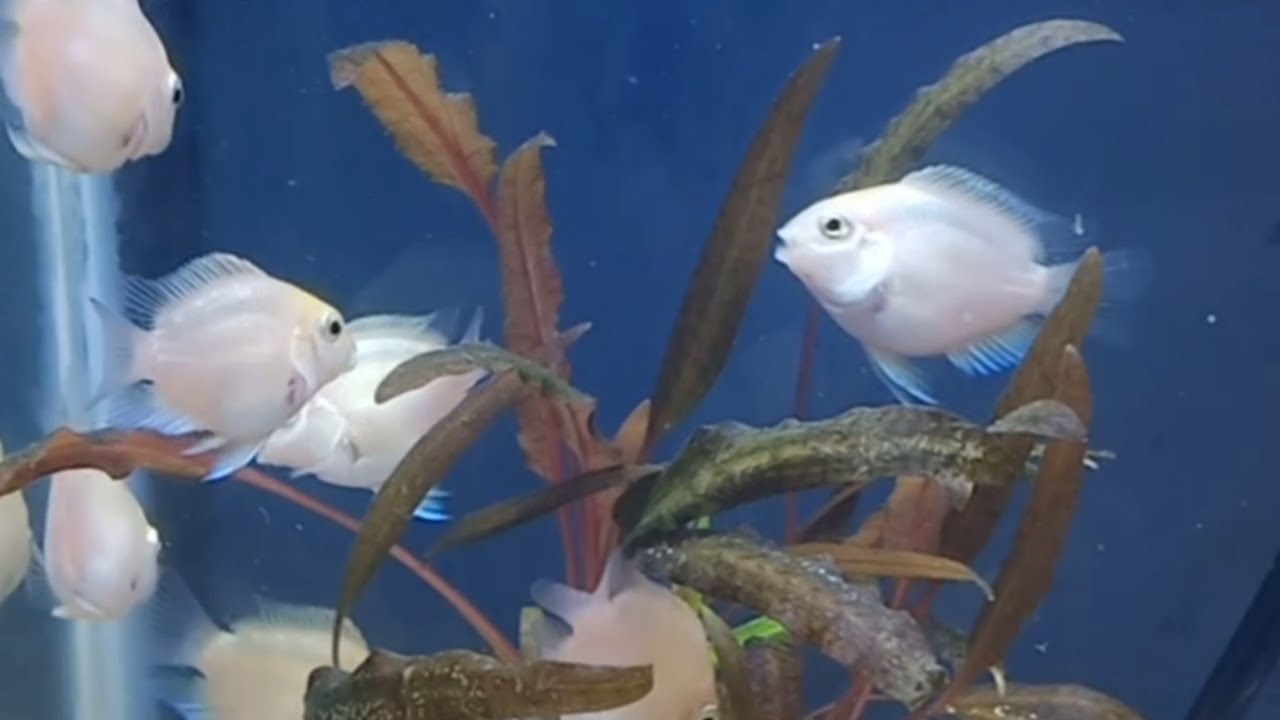Ikan Polarku Sudah Mulai Tumbuh Dewasa | Polar Platinum Parrot Fish ...