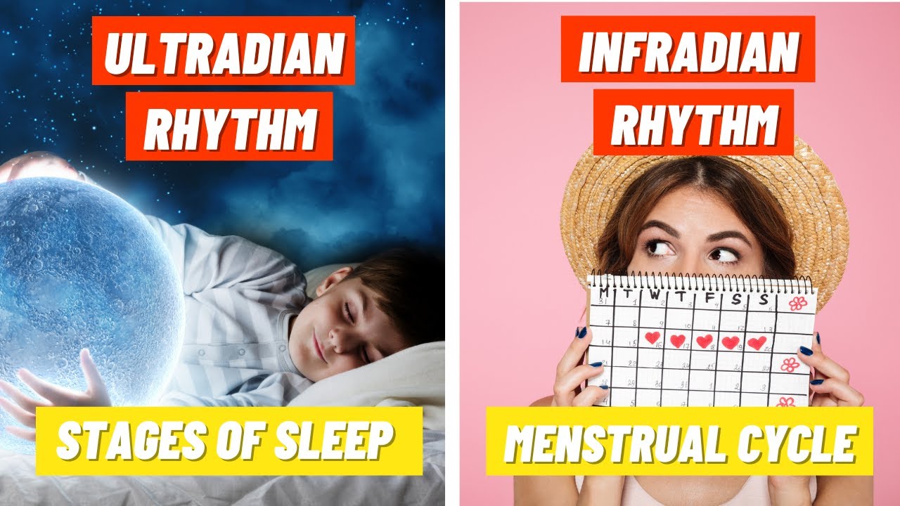 Stages of Sleep and the Menstrual Cycle | Ultradian & Infradian Rhythms ...
