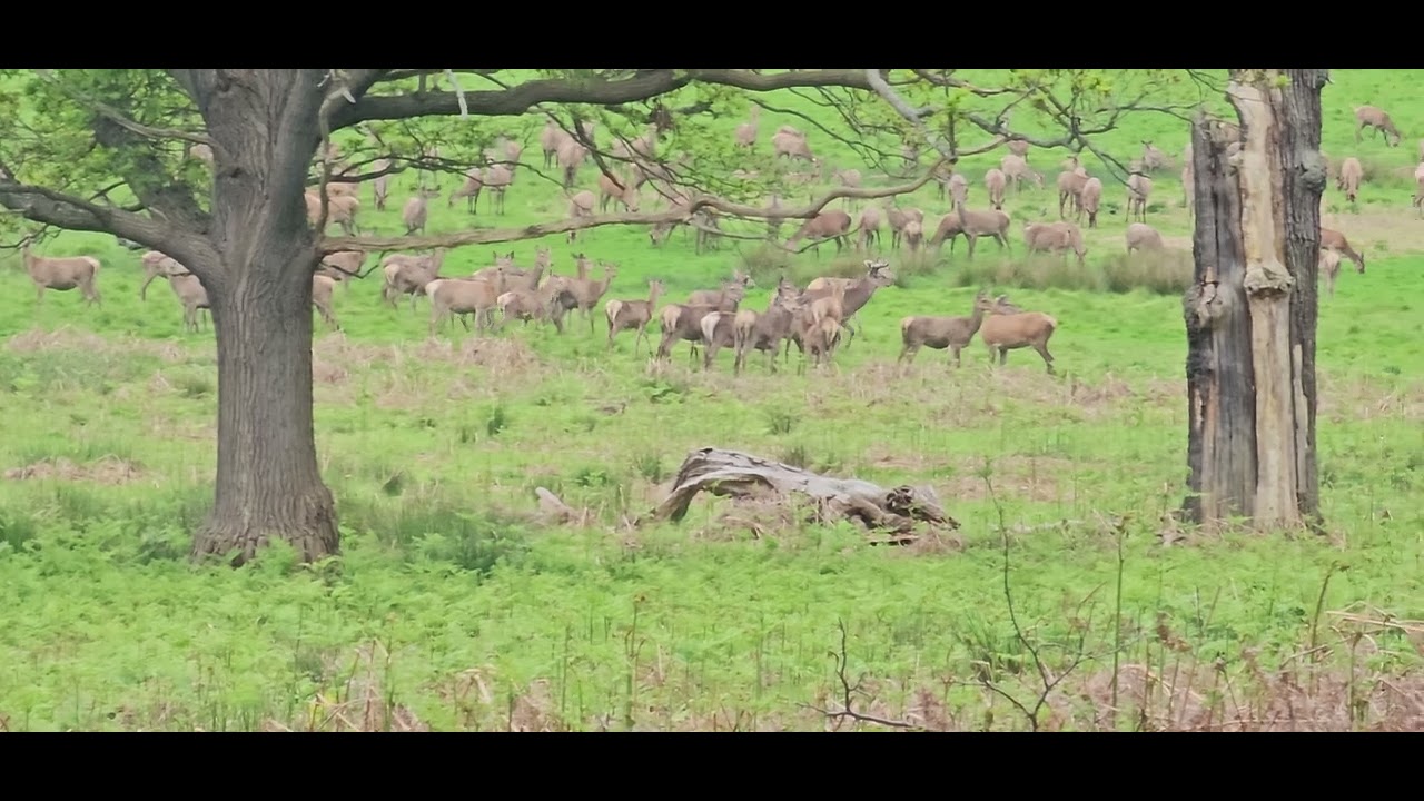 An army of Deer - YouTube
