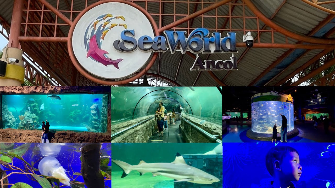 Mengenal isi laut dari Seaworld-Ancol! Desember 2023! - YouTube