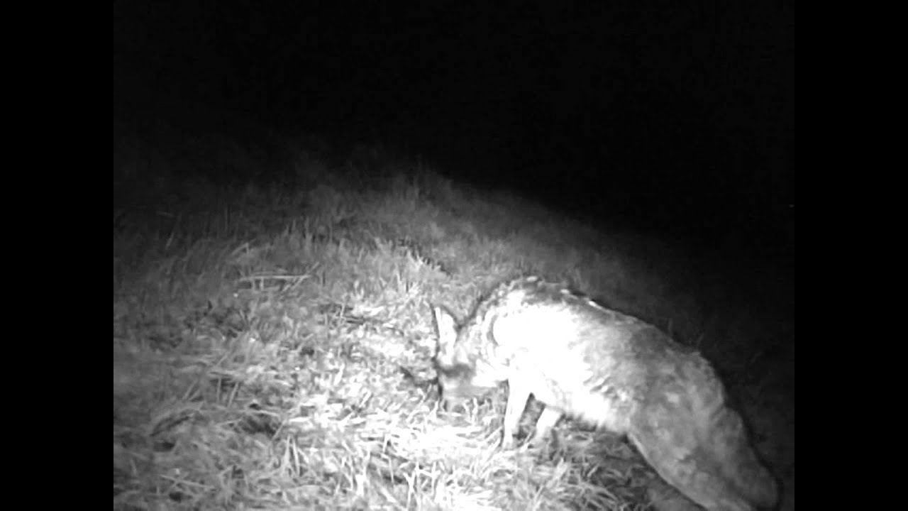 Gray fox & coyote caught on trail cam - YouTube