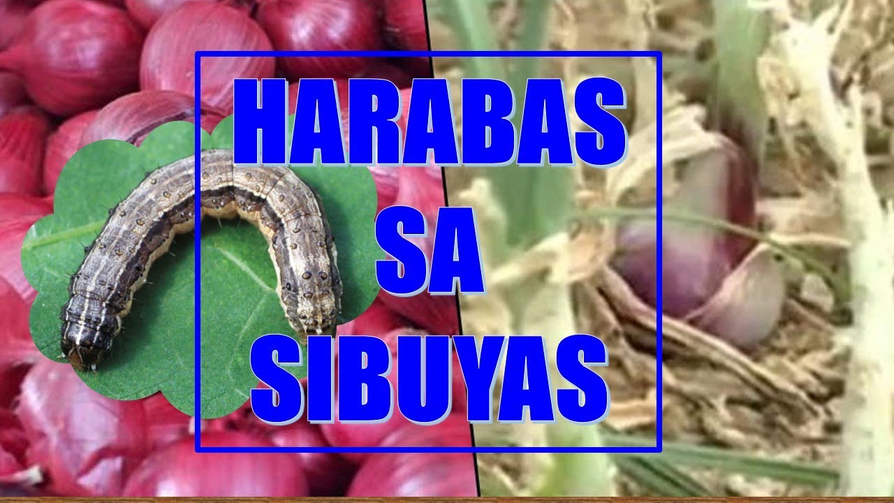 HARABAS SA SIBUYAS - YouTube