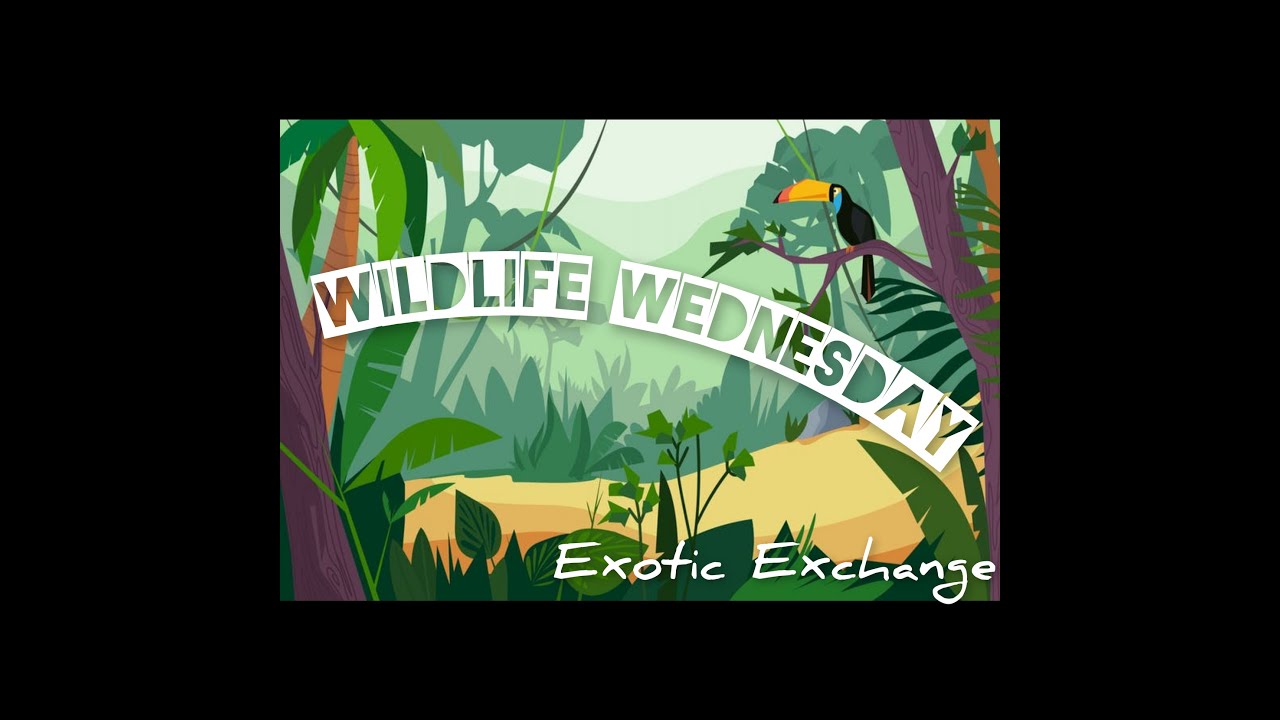 Wildlife Wednesday Sloth Part 2 - YouTube