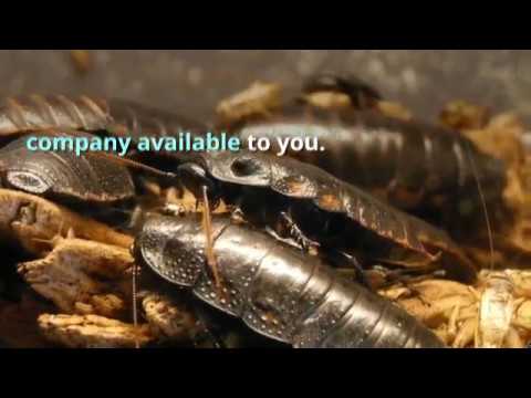 Difference between cockroach nymph and bed bugs - YouTube