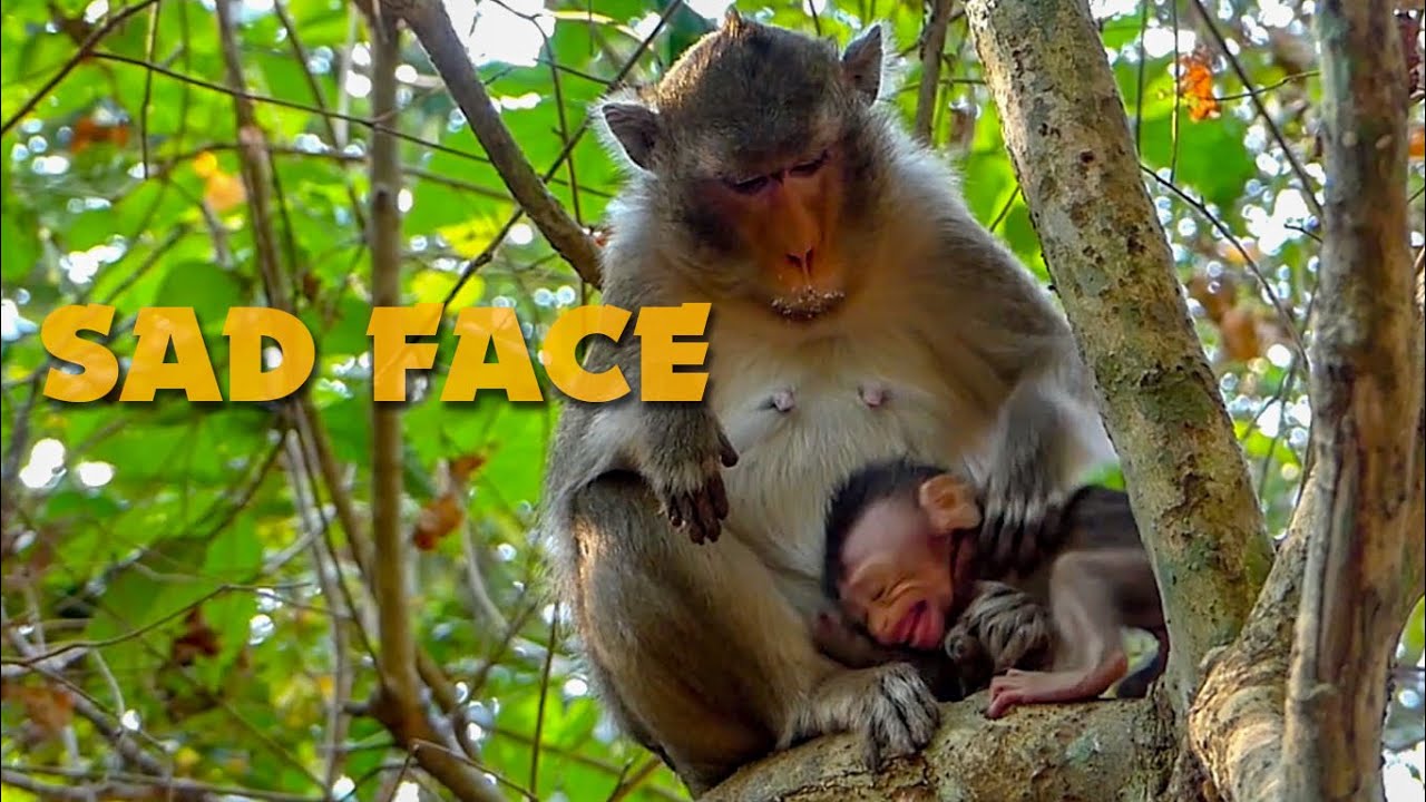 Pitiful Tiny Baby Monkey Alba Crying Seizure Begging - Anna Mistreat ...