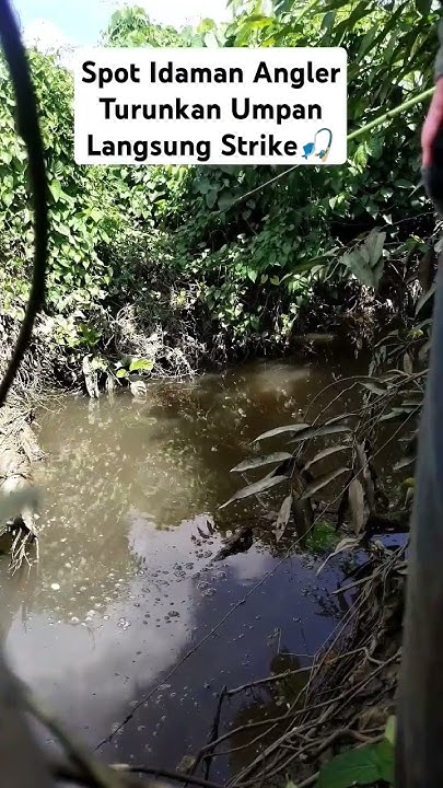 Panen strike ikan Mujair di spot yang tak terduga hasilnya luar dugaan #fishing #fresswater # ...