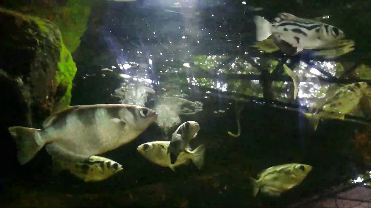 Archer Fish | Attacks its prey with water - YouTube