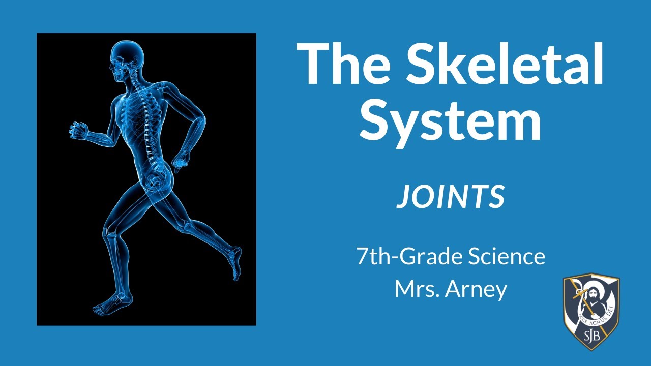 7th-Grade Science-Mrs. Arney-The Skeletal System-Joints - YouTube