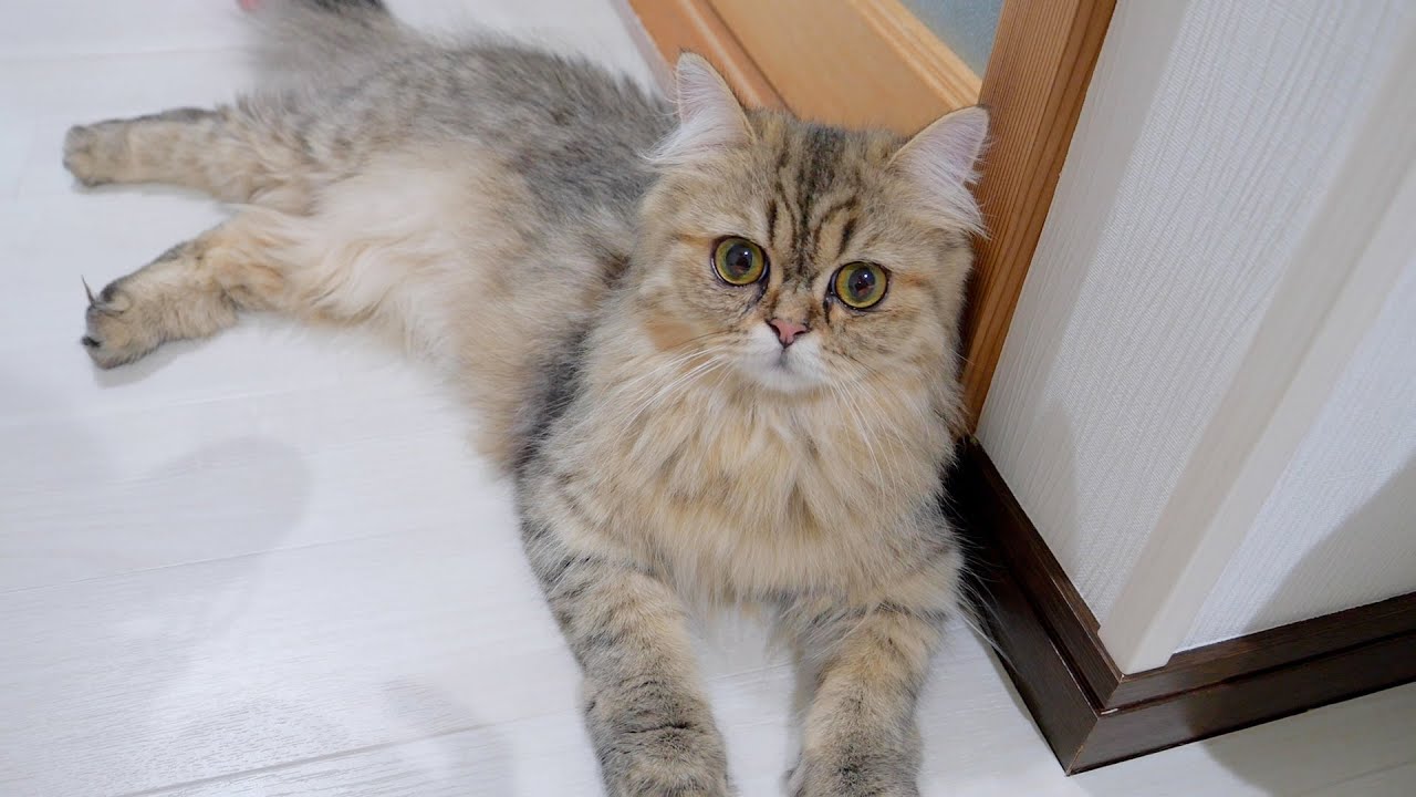 Emma the cat is amazing for predicting sudden downpours! - YouTube