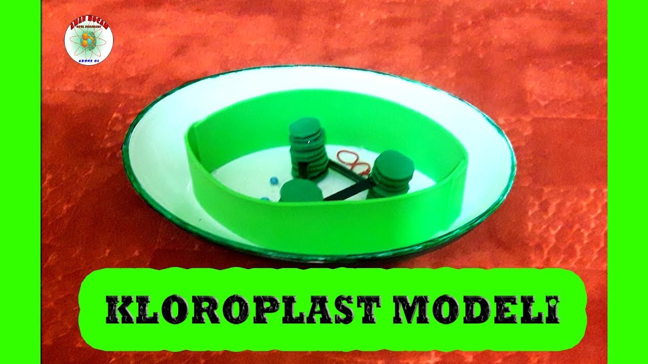 Eğlenceli ve En Hızlısından Kloroplast Modeli | Chloroplast Model Very ...