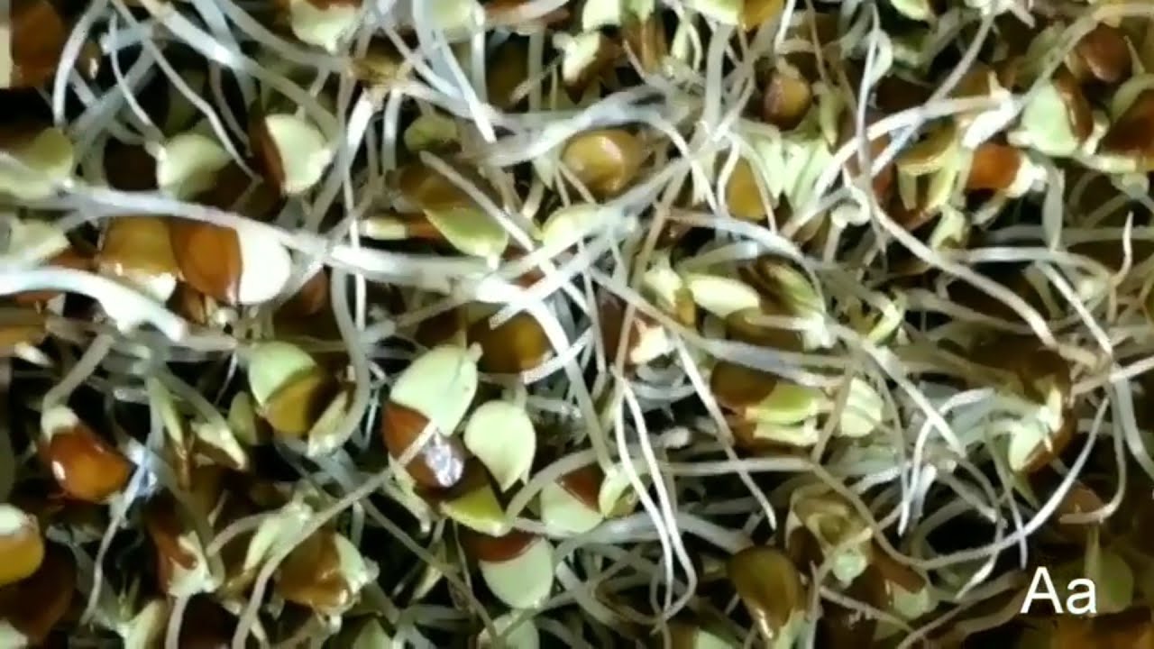 Proses pembuatan Tauge (kecambah) lamtoro/petai cina - YouTube