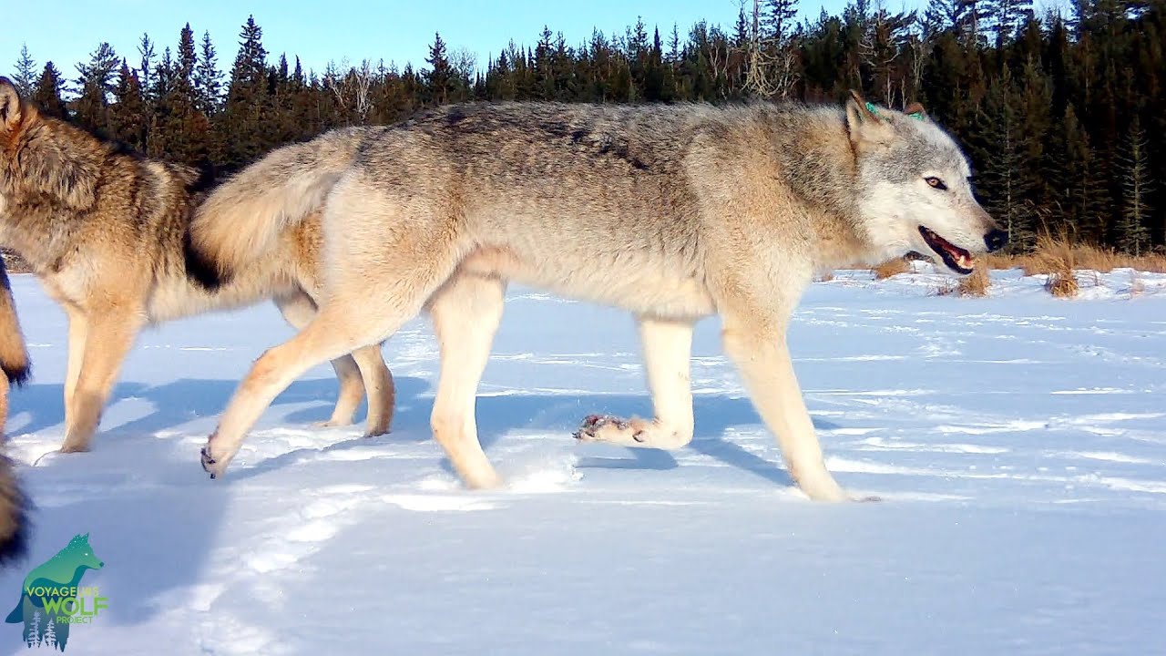 Stunning footage of wolf pack crossing a frozen beaver pond - YouTube