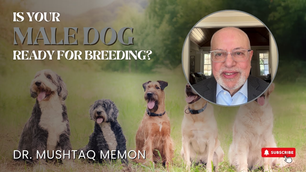 Is Your Male Dog Ready For Breeding? Lecture with Dr. Mushtaq Memon ...