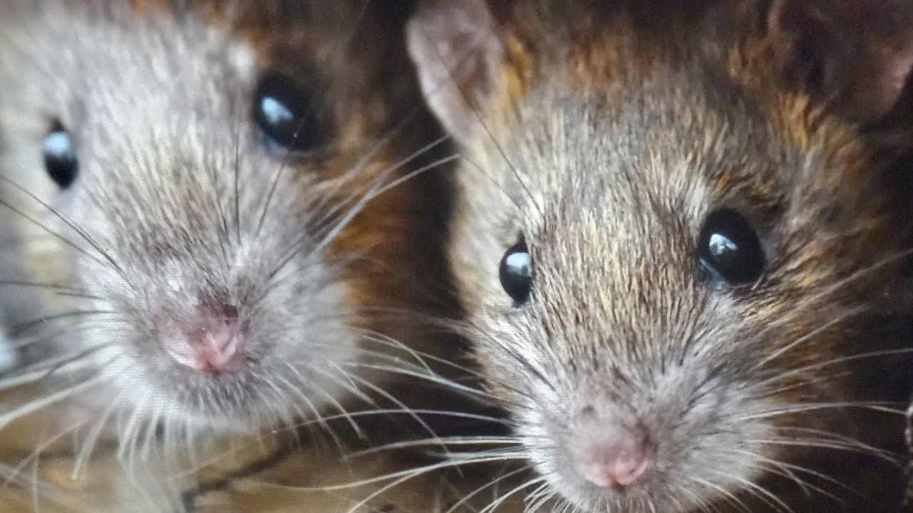 OH, RATS!!!! ~Collective Tarot Reading ~ Shannon Hensley #tarot - YouTube