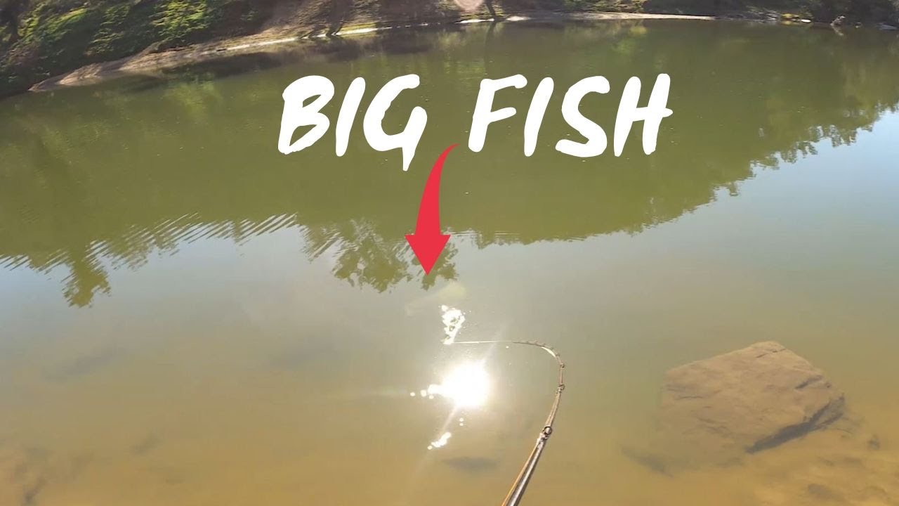 VISUAL SWIMBAIT EATS - Final session for the MURRAY COD season - YouTube