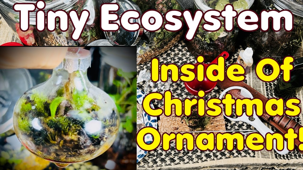 Christmas Tree Ornament Self Contained Ecosystem - YouTube