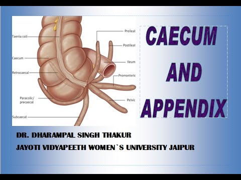 JAYOTI VIDYAPEETH- CAECUM AND APPENDIX - YouTube
