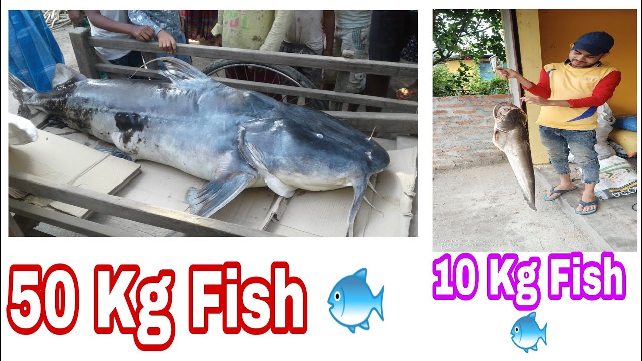 50 kg Fish 🐟, 10 Kg Fish 🐟 .. Unboxing Travel and food - YouTube