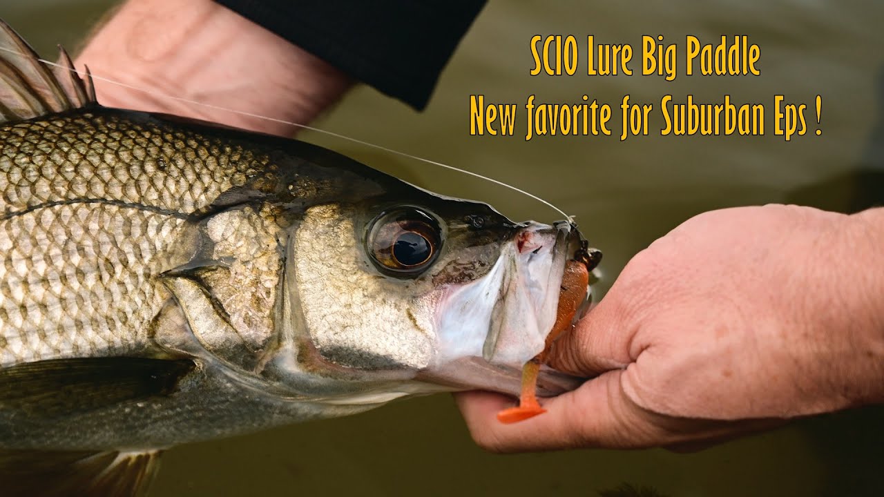 Discover the Winning Formula: Estuary Perch vs SICO Lure Soft Plastics ...