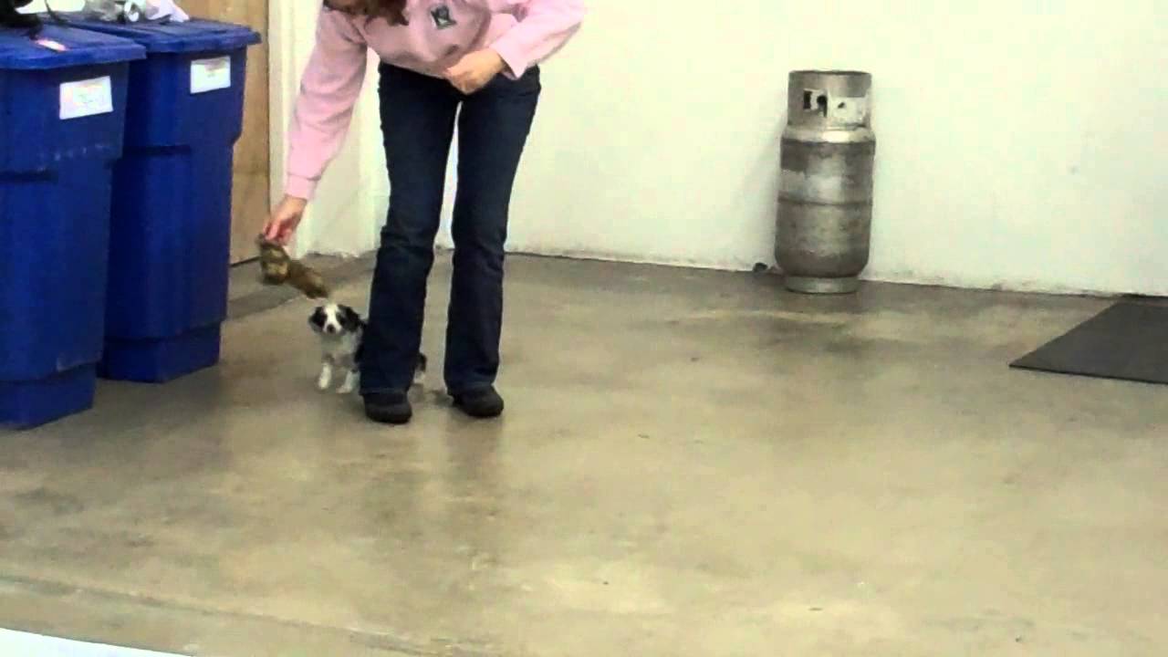 Puppy Aptitude Test for Monica - YouTube