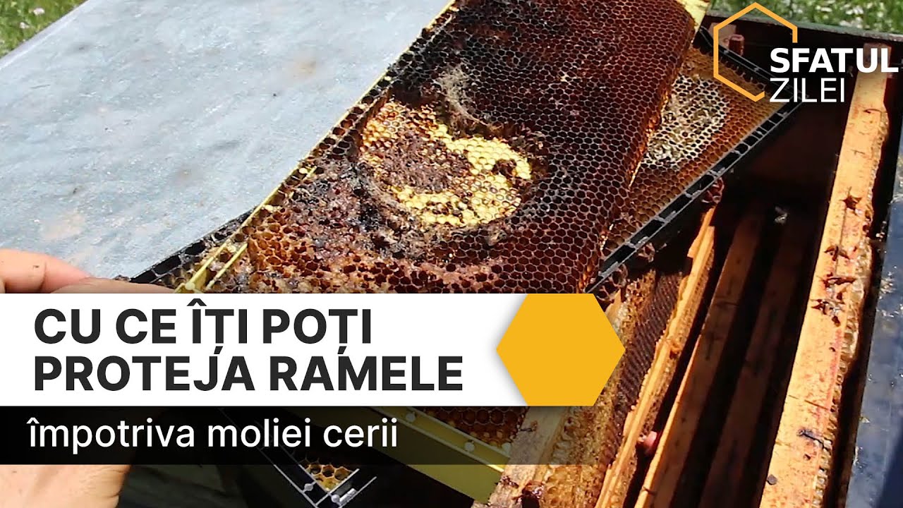 Cu ce îți poți proteja ramele împotriva moliei cerii - YouTube