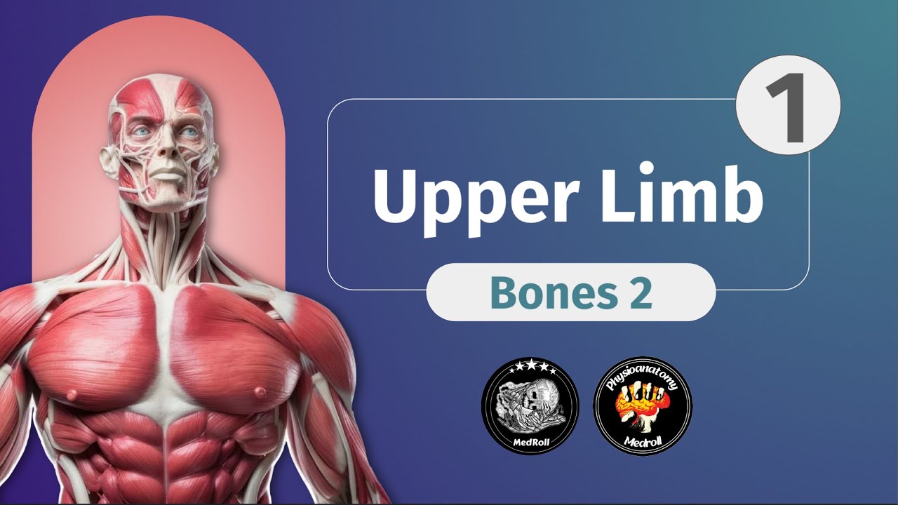 Bones 2 | Upper Limb Anatomy by Medroll - YouTube