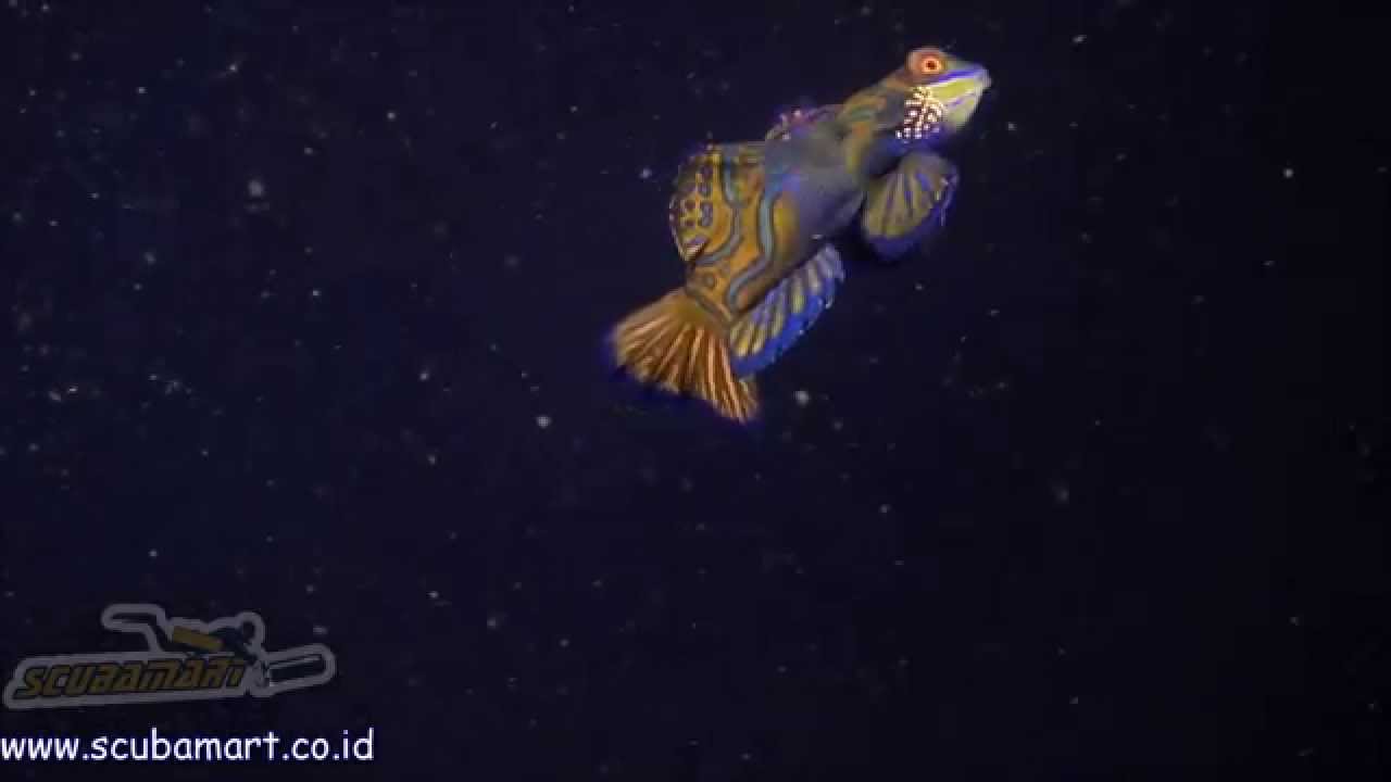 mandarin fish - YouTube