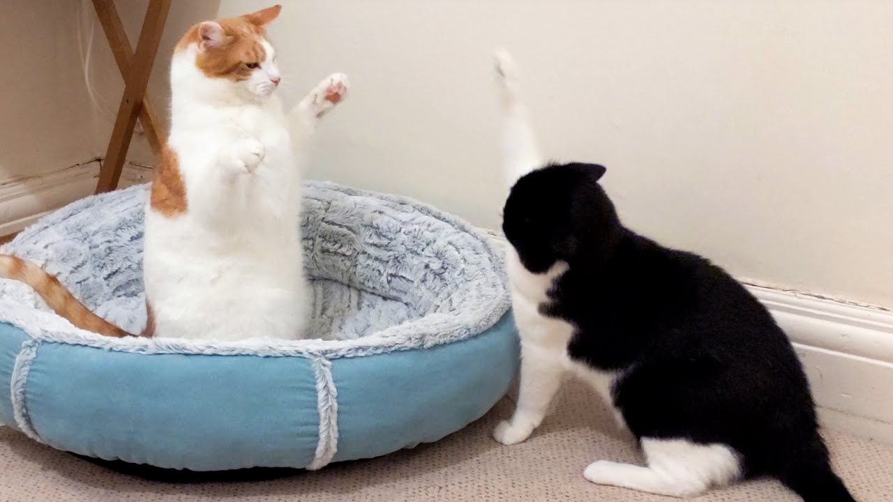 Cat Slaps | Watch Until The End - YouTube