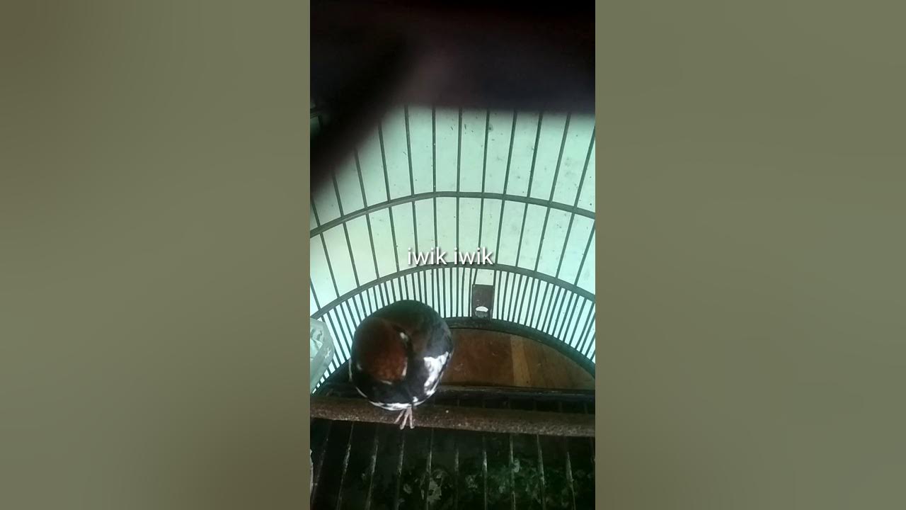 anis kembang betina ngriwik putus2 - YouTube